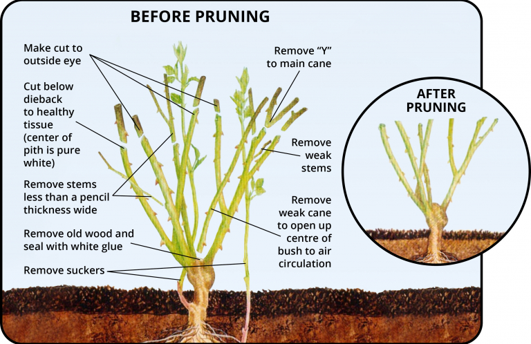 Pruning Roses | Geranium Blog