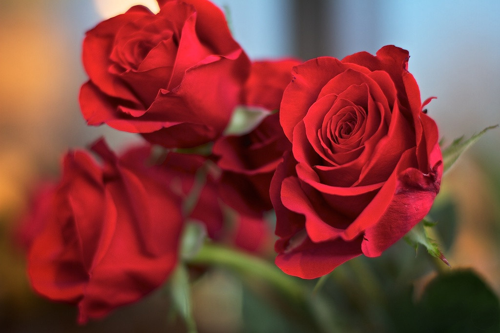 redrose beauty | Geranium Blog