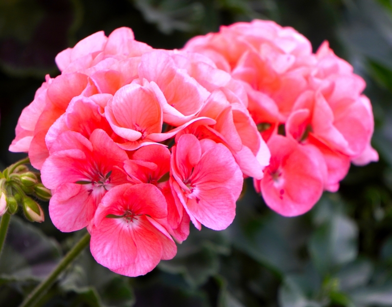 How To Plant and Grow Geraniums | Geranium Blog