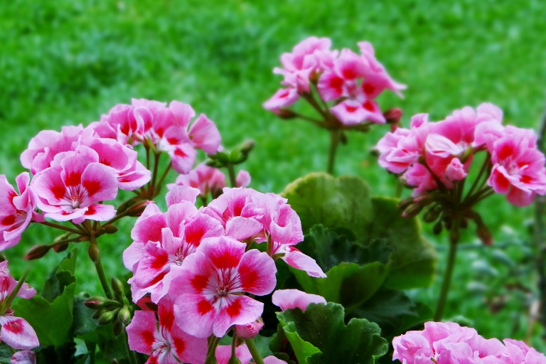 How To Plant and Grow Geraniums | Geranium Blog
