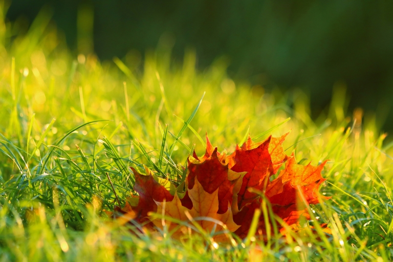 fall lawn | Geranium Blog